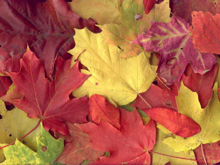 Game: A-Z of Autumn | SpanishDictionary.com Answers