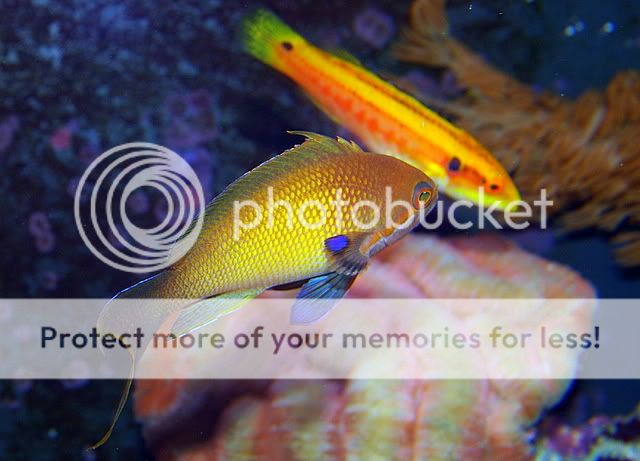 Yellow Candy Hogfish... | Fish Forum