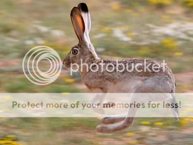 jack rabbit | Animals, Jack rabbit, Mammals