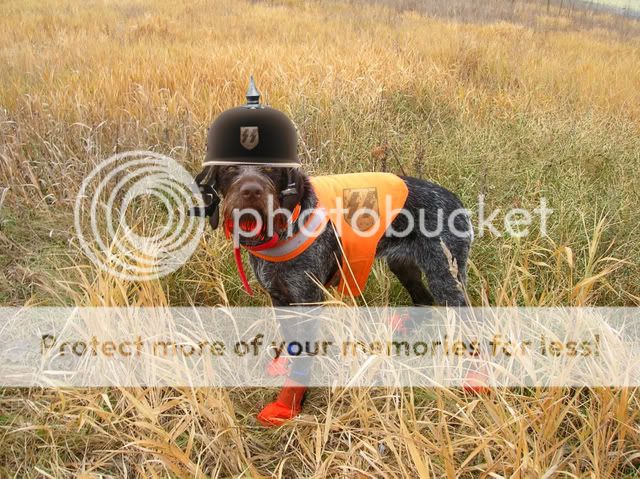 Dog Booties that work?? | Duck Hunting Forum