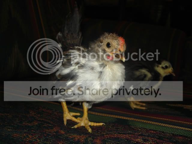 Show off your Seramas (mixed or pure) | BackYard Chickens - Learn How ...