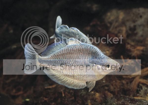 Melanotaenia kamaka - Rainbowfish - Bulgaria
