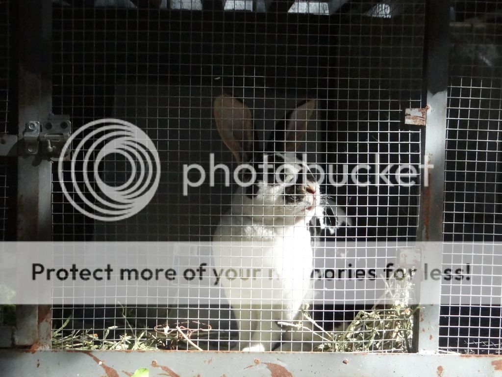 Breeding Rex and Chinchilla Rabbit | Rabbit Talk - Meat Rabbit ...