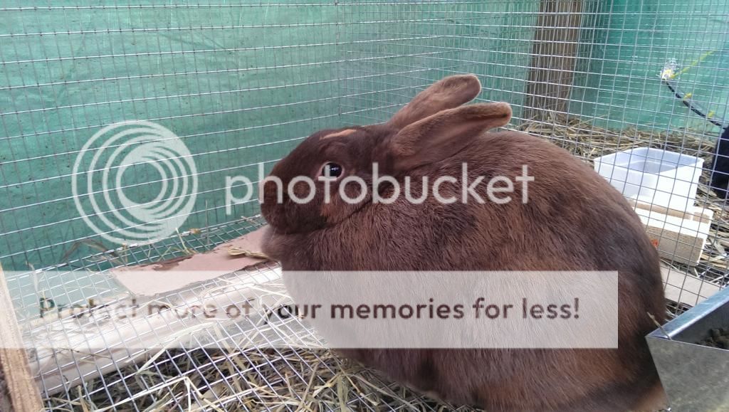 My stacked cage setup- something different.. | Rabbit Talk - Meat ...