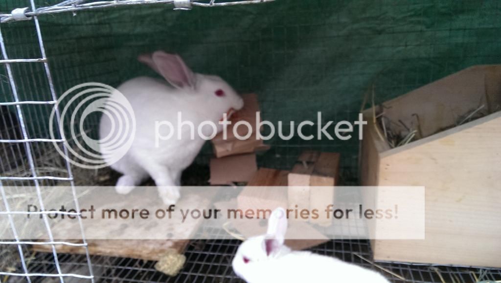 My stacked cage setup- something different.. | Rabbit Talk - Meat ...